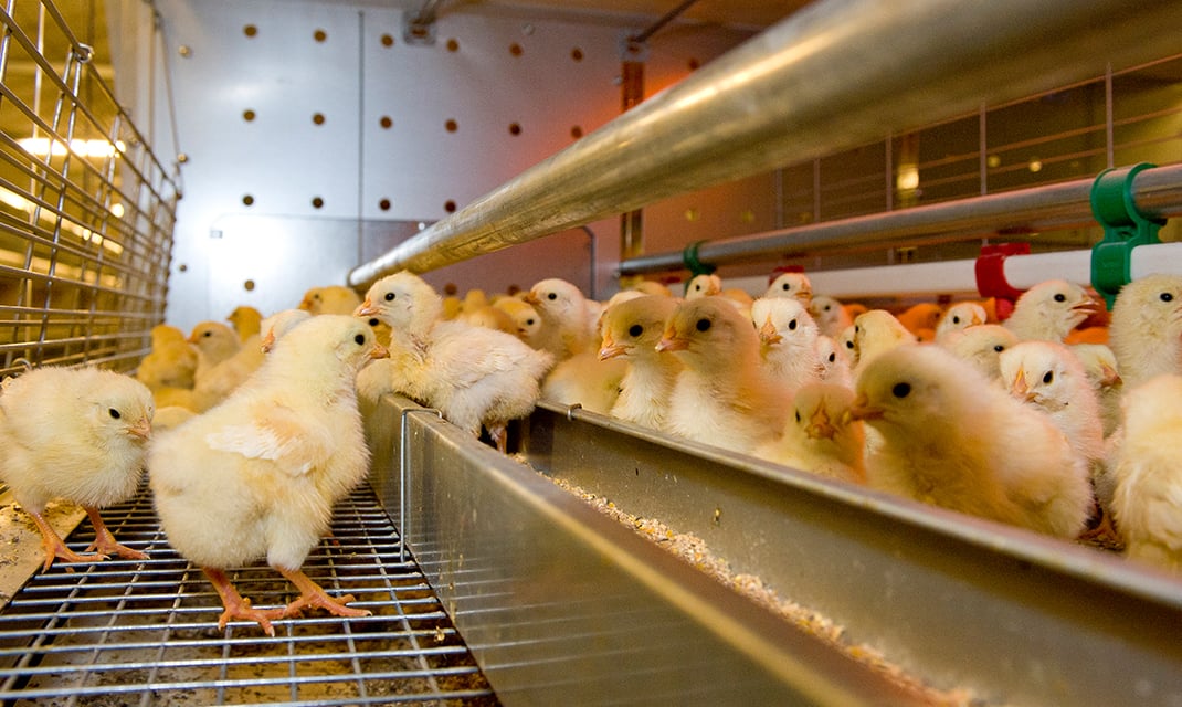 Cría de gallinas ponedoras: ¿cómo garantizar la calidad?